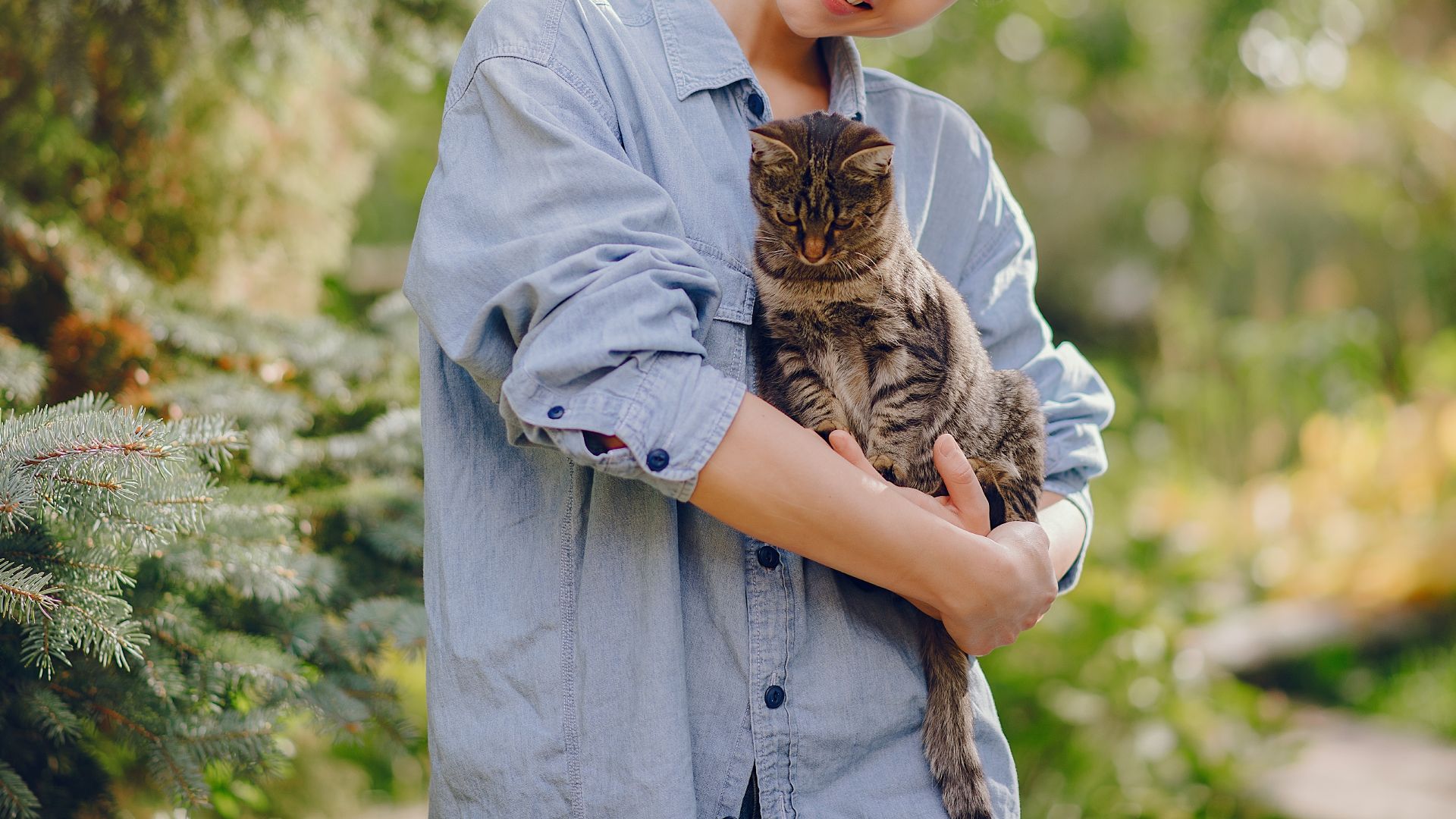 Cat-Friendly Handling In Asheville, NC 28805 | East Asheville Family Vet